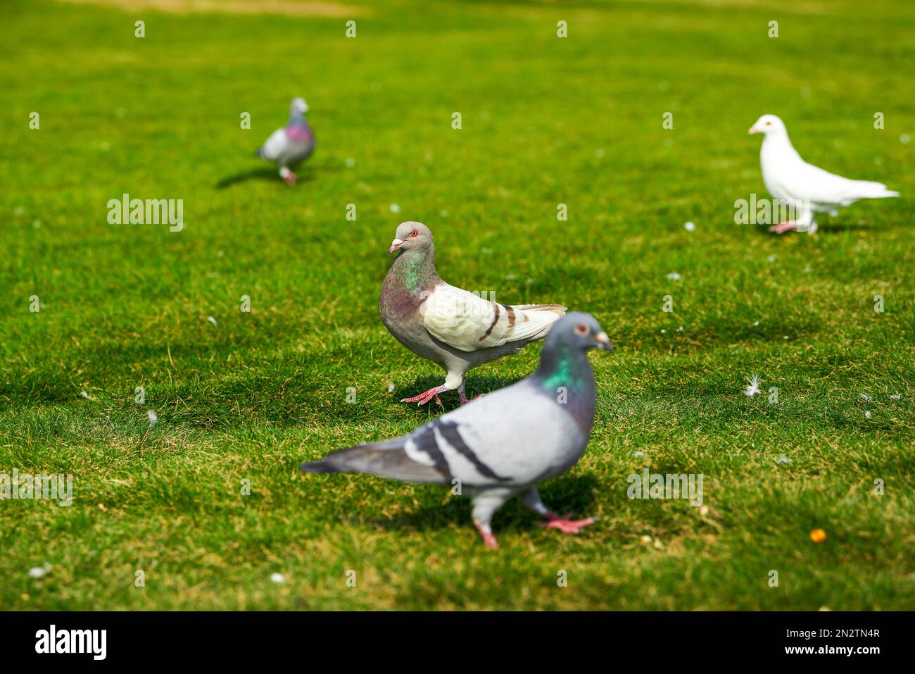 Round neck pigeon hi-res stock photography and images - Alamy