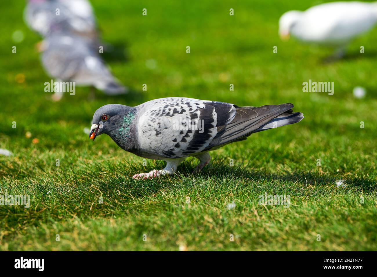 Round neck pigeon hi-res stock photography and images - Alamy
