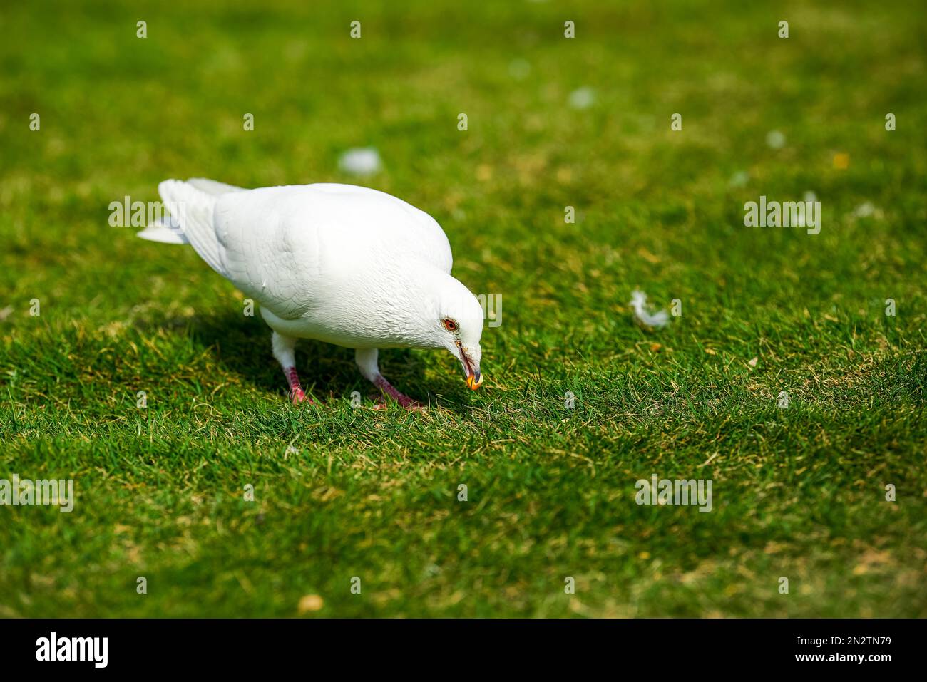 Pigeon close perspective hi-res stock photography and images - Alamy