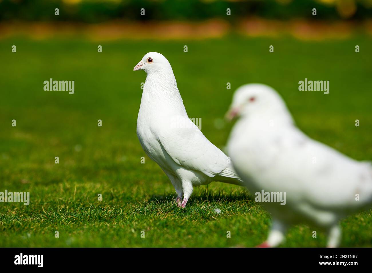 Round neck pigeon hi-res stock photography and images - Alamy