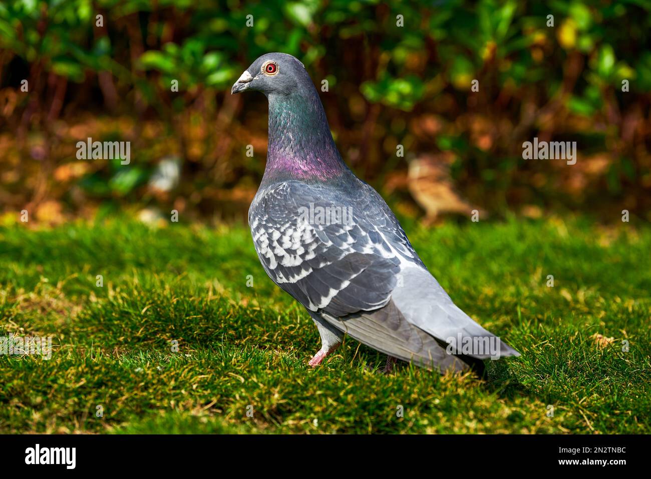 Pigeon close perspective hi-res stock photography and images - Alamy
