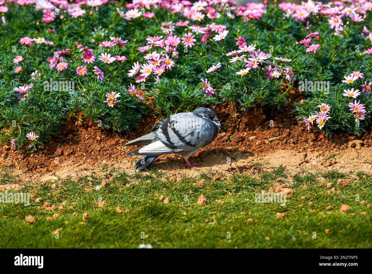 Round neck pigeon hi-res stock photography and images - Alamy