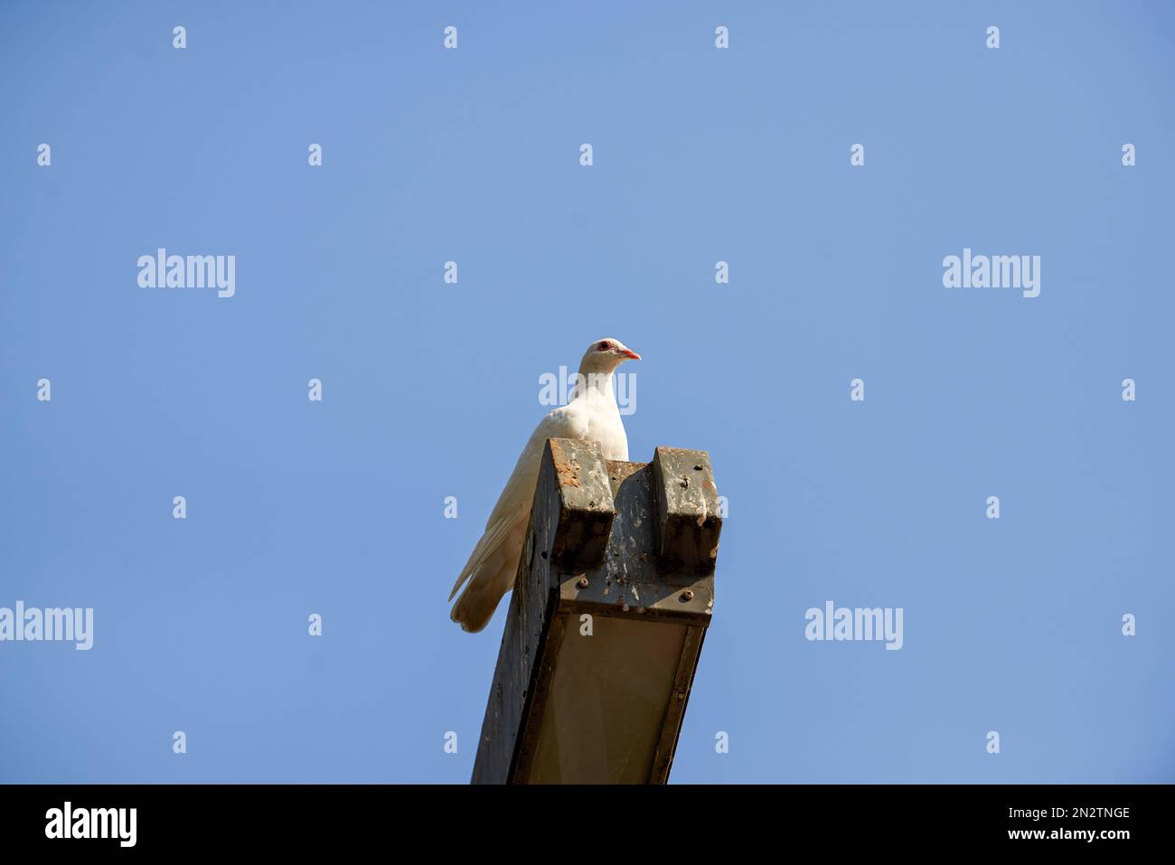 Round neck pigeon hi-res stock photography and images - Alamy