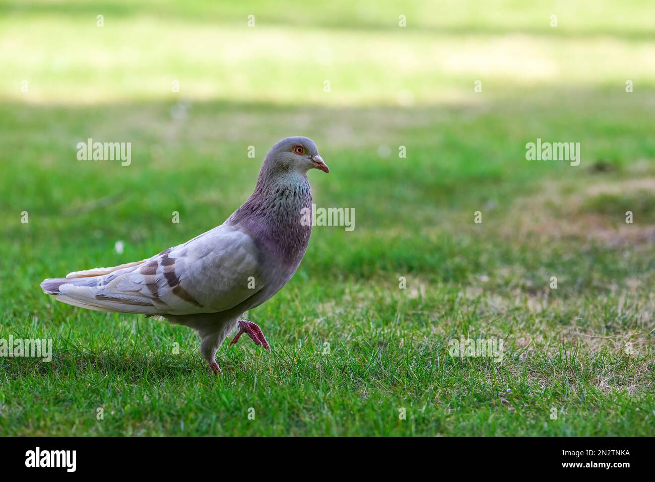 Round neck pigeon hi-res stock photography and images - Alamy