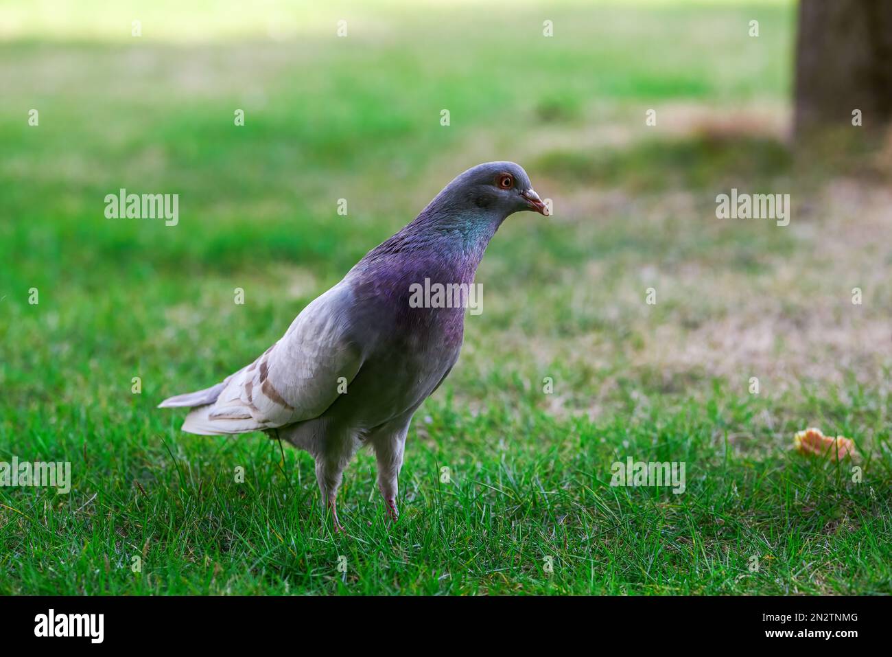 Round and cute big pigeon in outdoor park Stock Photo - Alamy