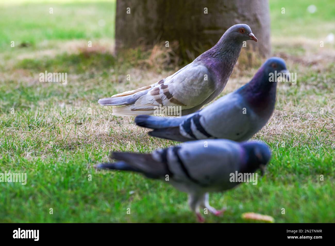 Round neck pigeon hi-res stock photography and images - Alamy