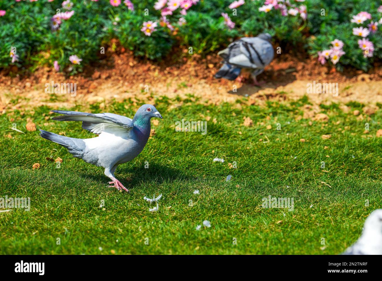 Round neck pigeon hi-res stock photography and images - Alamy