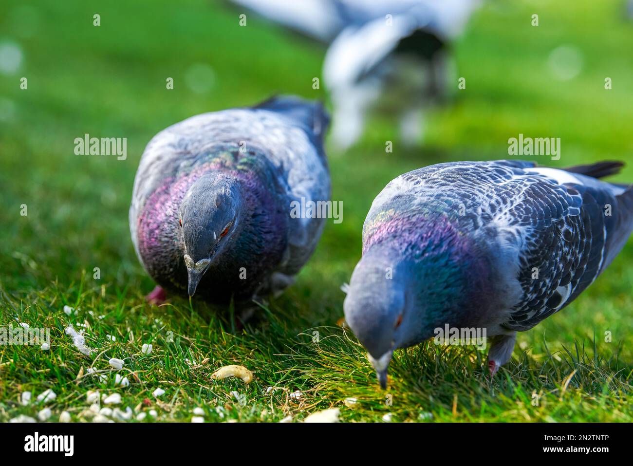 Round and cute big pigeon in outdoor park Stock Photo - Alamy