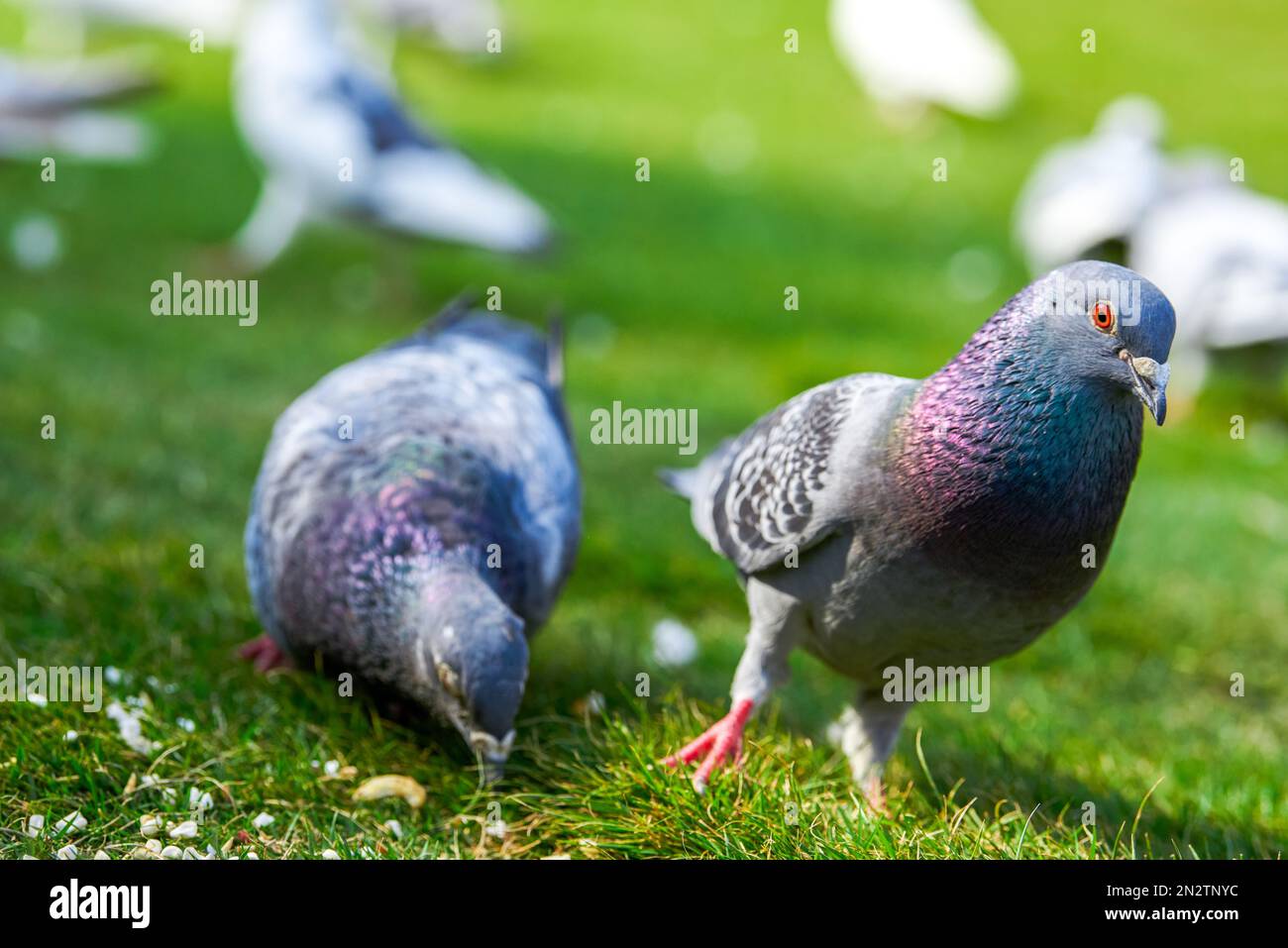 Round and cute big pigeon in outdoor park Stock Photo - Alamy