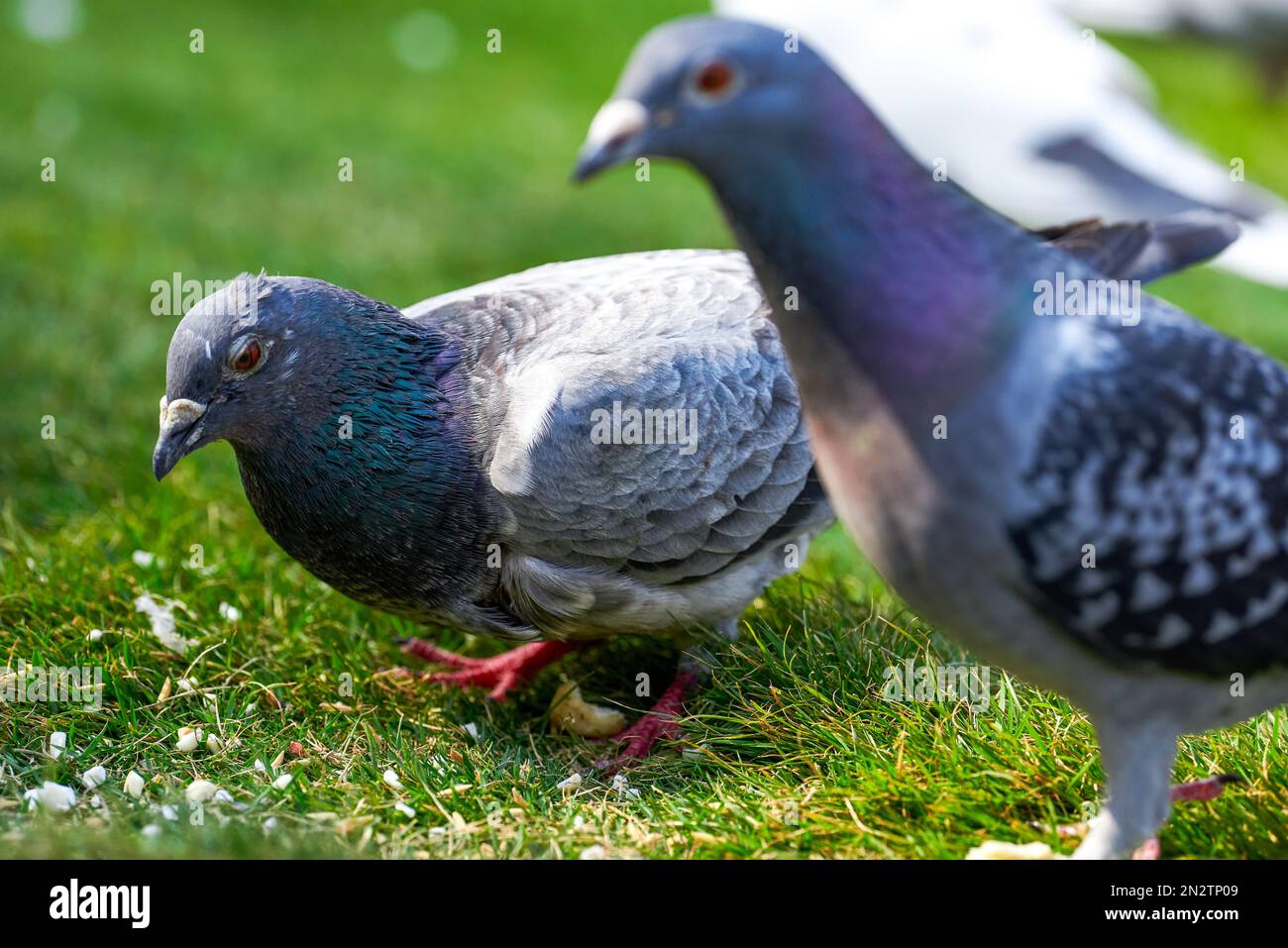 Round neck pigeon hi-res stock photography and images - Alamy
