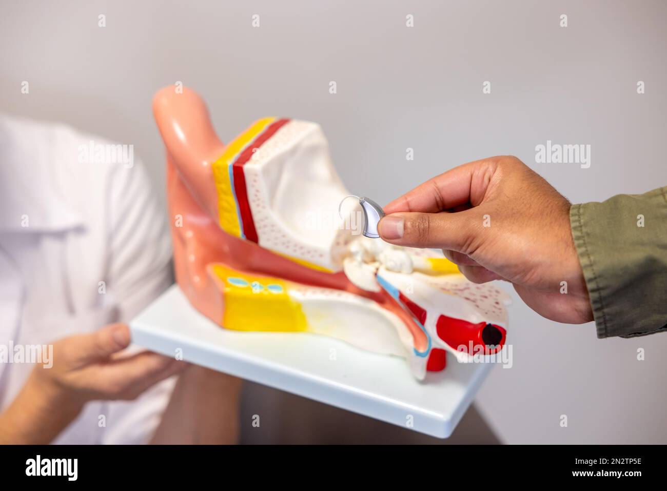 Close up picture of ear model Stock Photo - Alamy