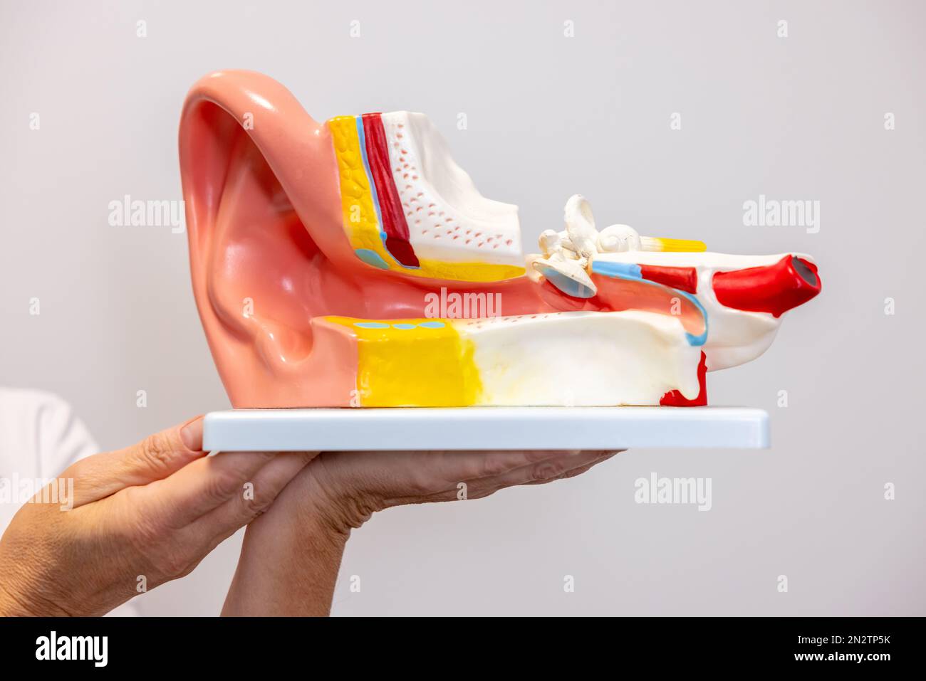 Close up picture of ear model Stock Photo - Alamy