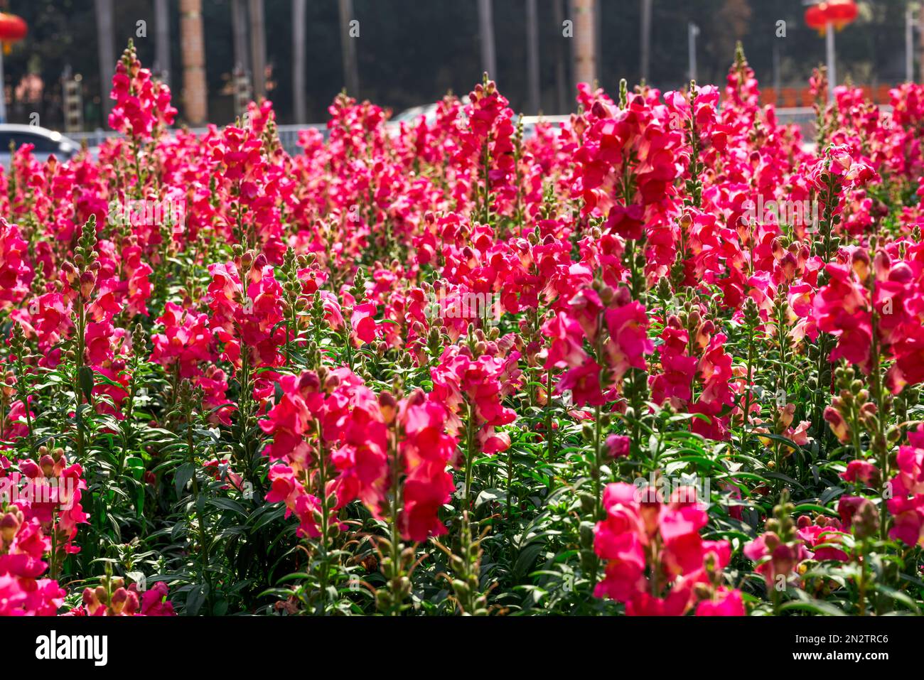 Blooming snapdragon flowers growing in the garden Stock Photo - Alamy