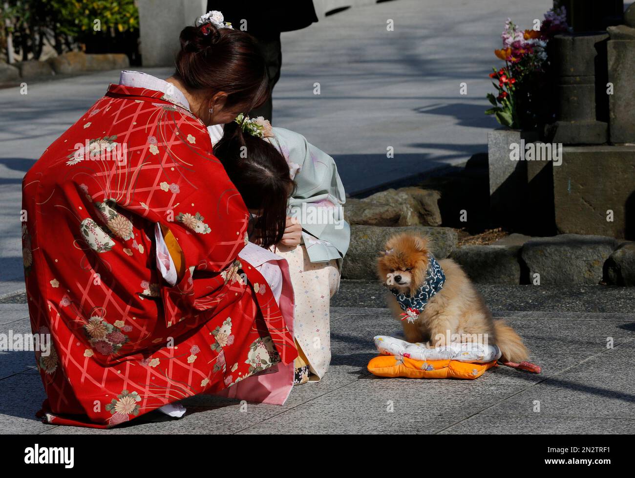 Women wearing Japanese traditional kimono watch a dog in Tokyo's ...