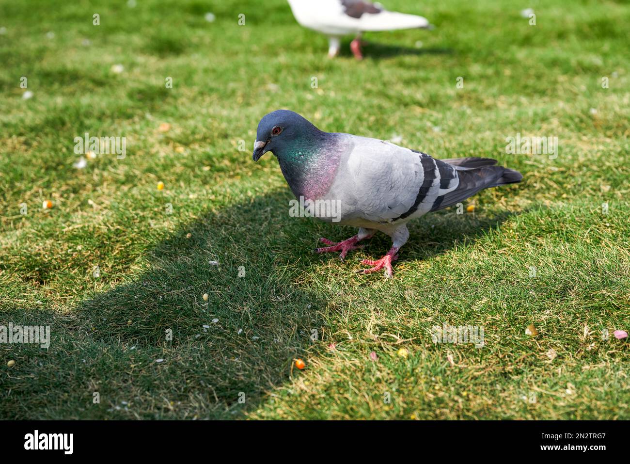 Round and lovely big pigeons in the city square Stock Photo - Alamy