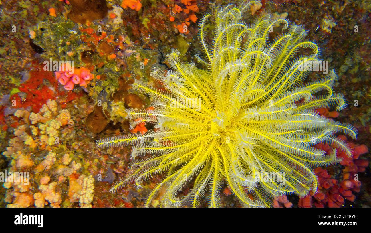 Feather Star, Crinoid, Coral Reef, South Ari Atoll, Maldives, Indian ...