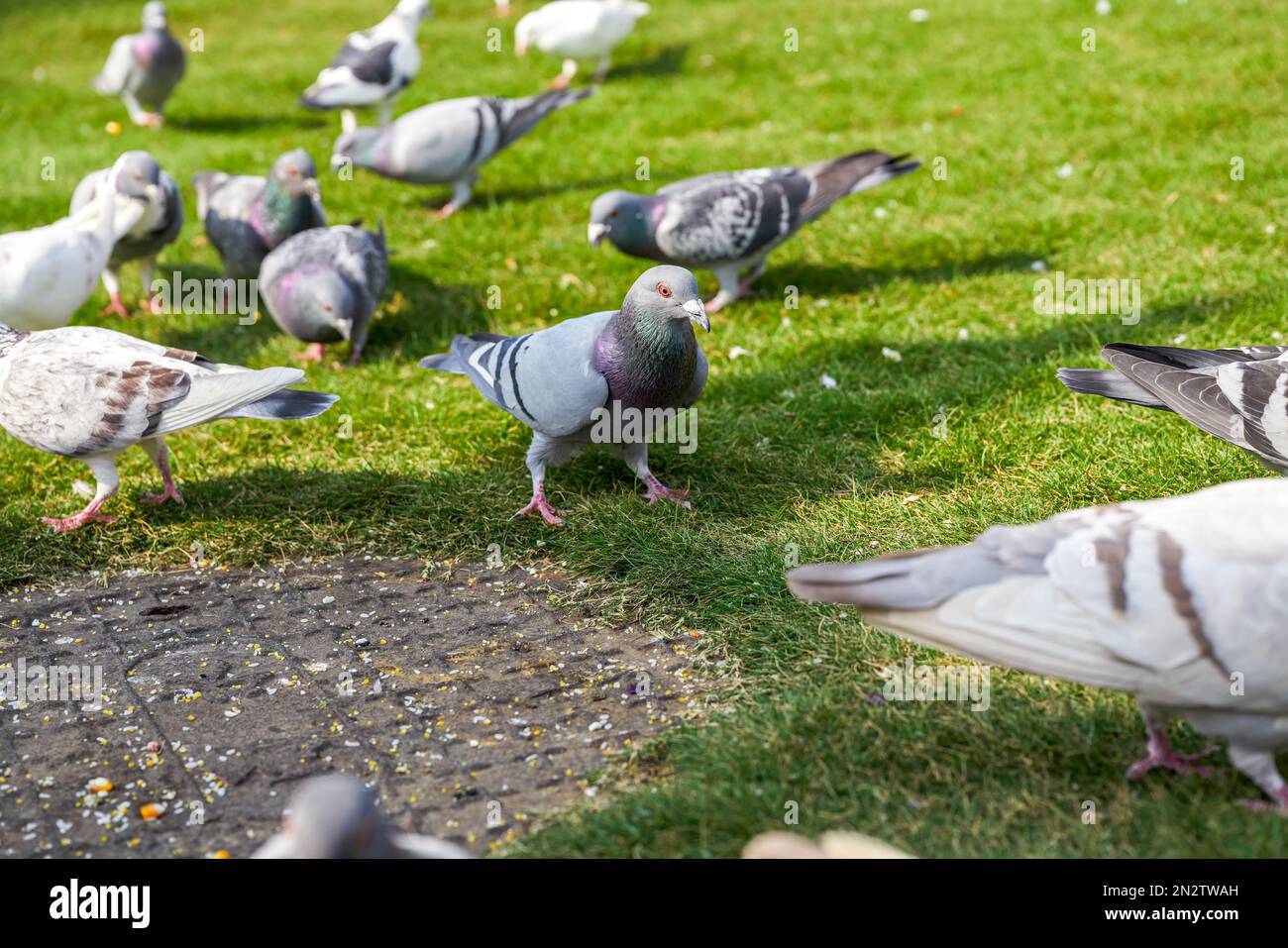 Round and lovely big pigeons in the city square Stock Photo - Alamy