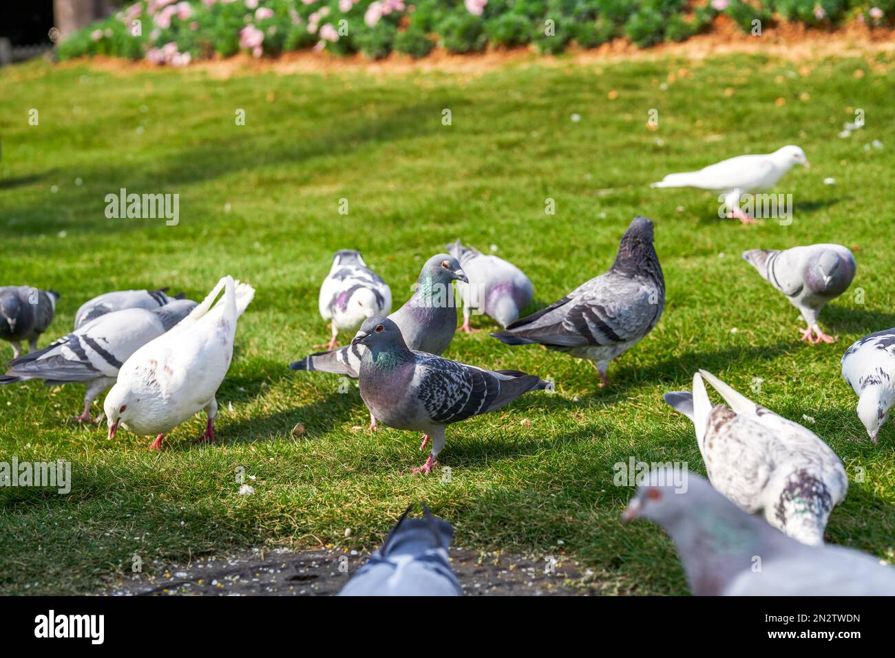 Round and lovely big pigeons in the city square Stock Photo - Alamy