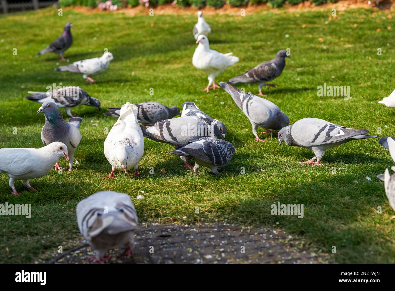 Round and lovely big pigeons in the city square Stock Photo - Alamy