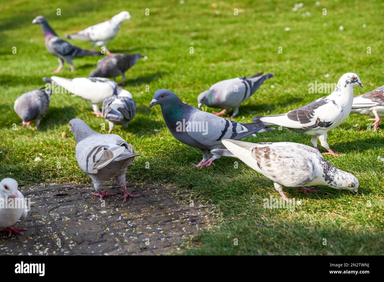 Round and lovely big pigeons in the city square Stock Photo - Alamy