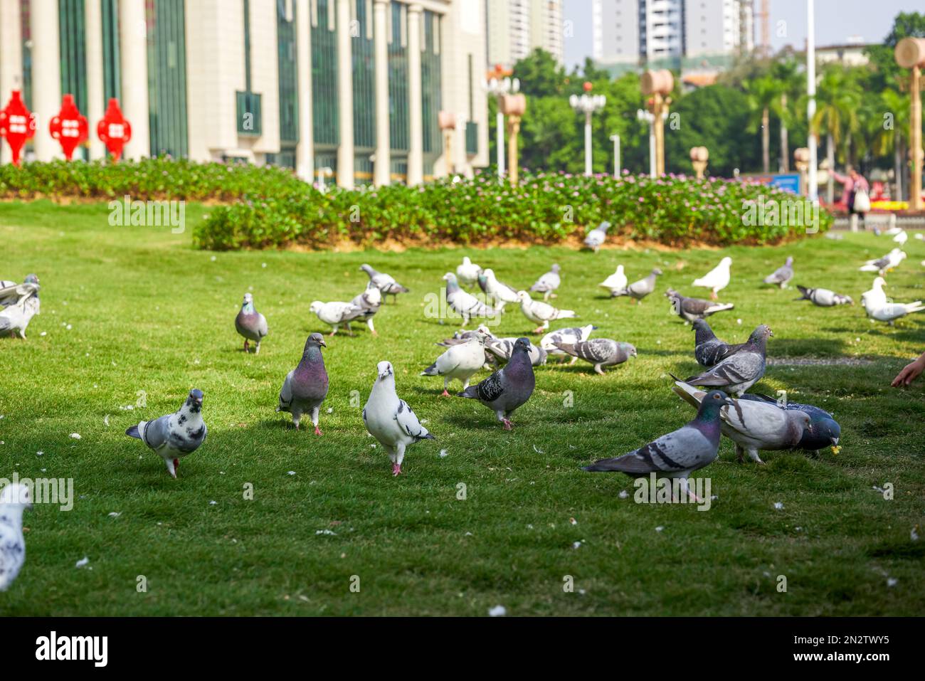 Round and lovely big pigeons in the city square Stock Photo - Alamy