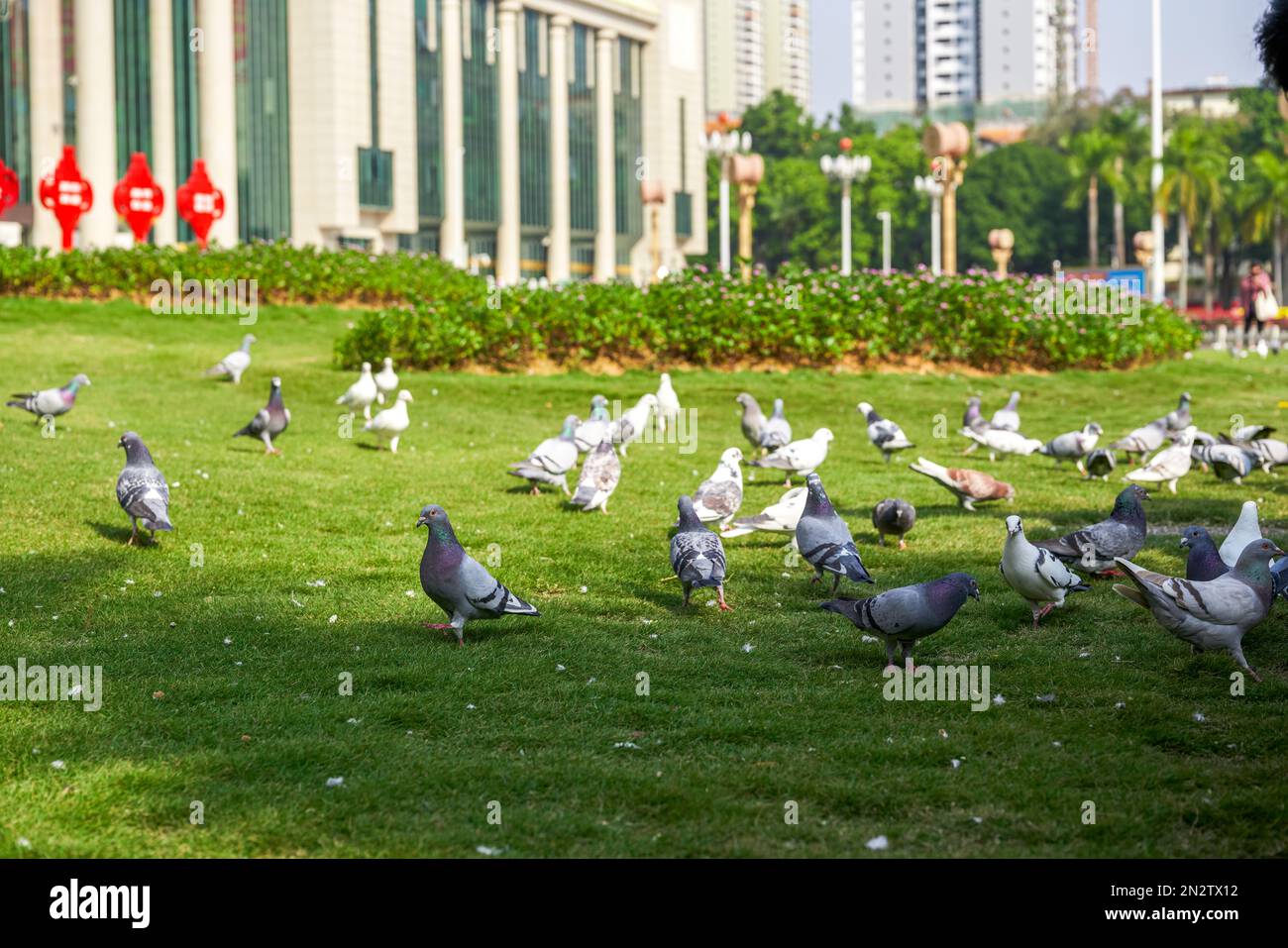 Round and lovely big pigeons in the city square Stock Photo - Alamy
