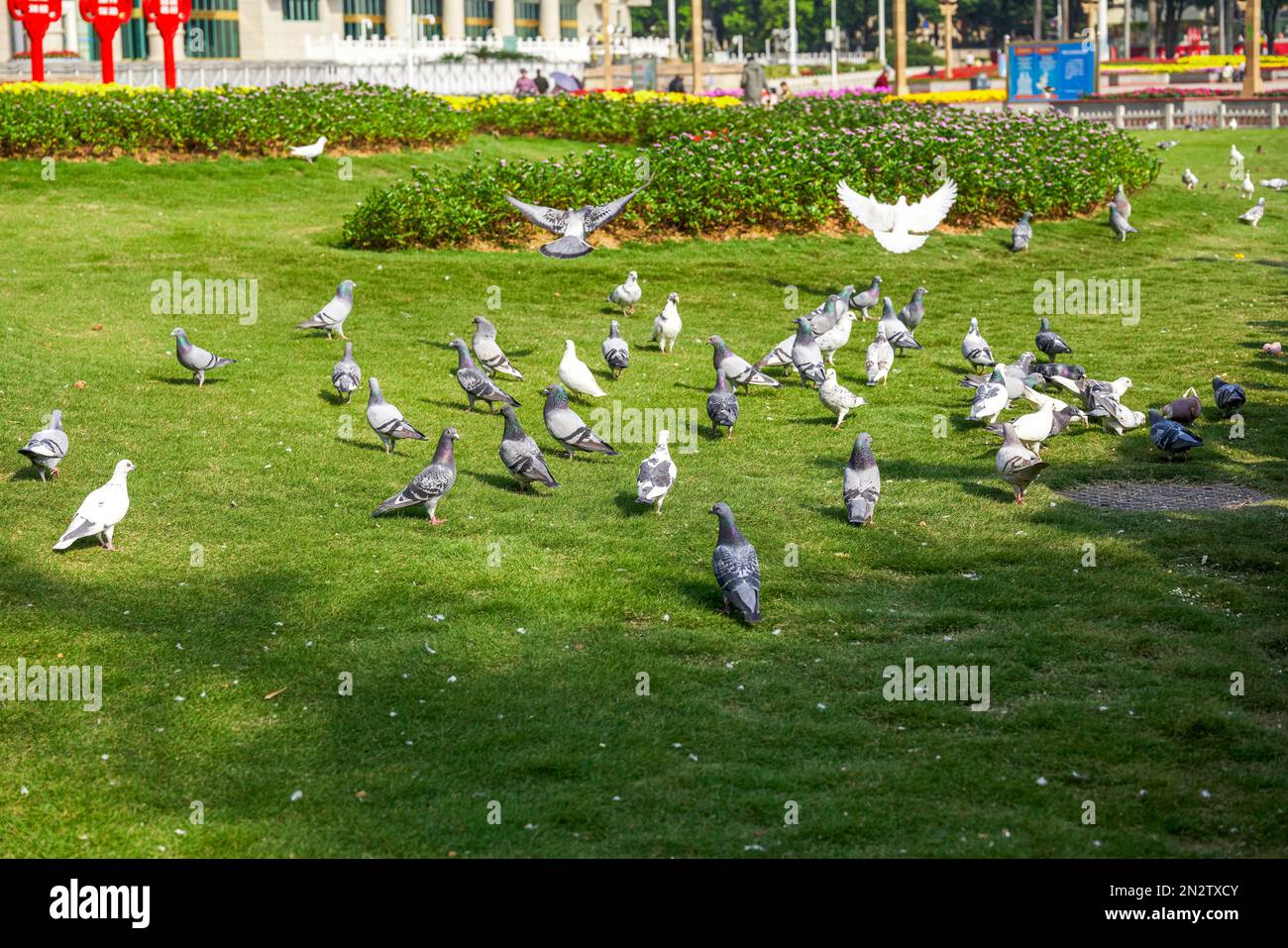 Round and lovely big pigeons in the city square Stock Photo - Alamy