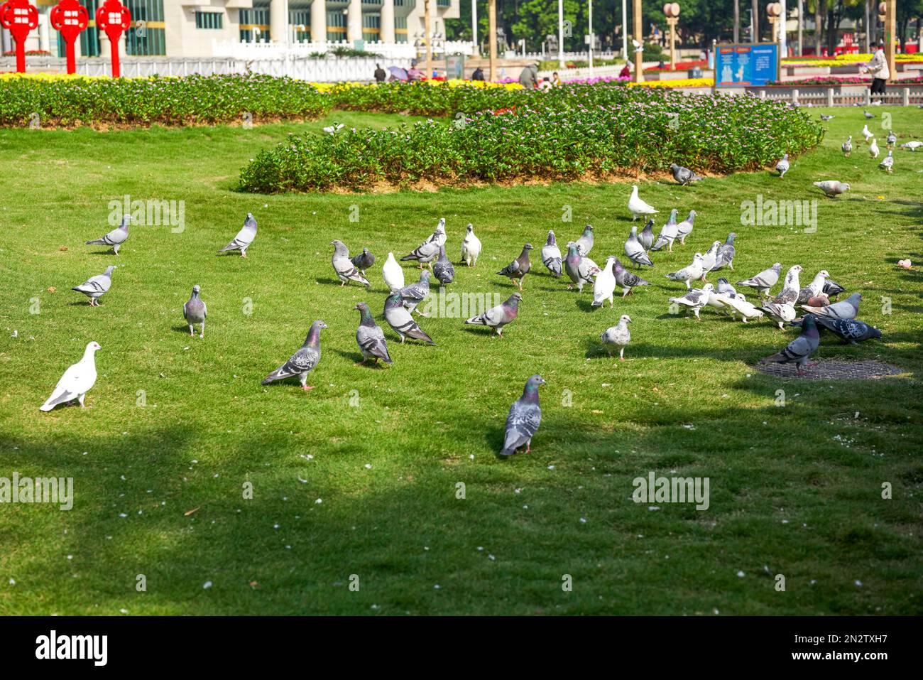 Round and lovely big pigeons in the city square Stock Photo - Alamy