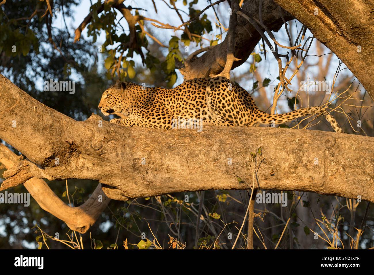 Leopard Okavango delta Botswana Africa Stock Photo - Alamy