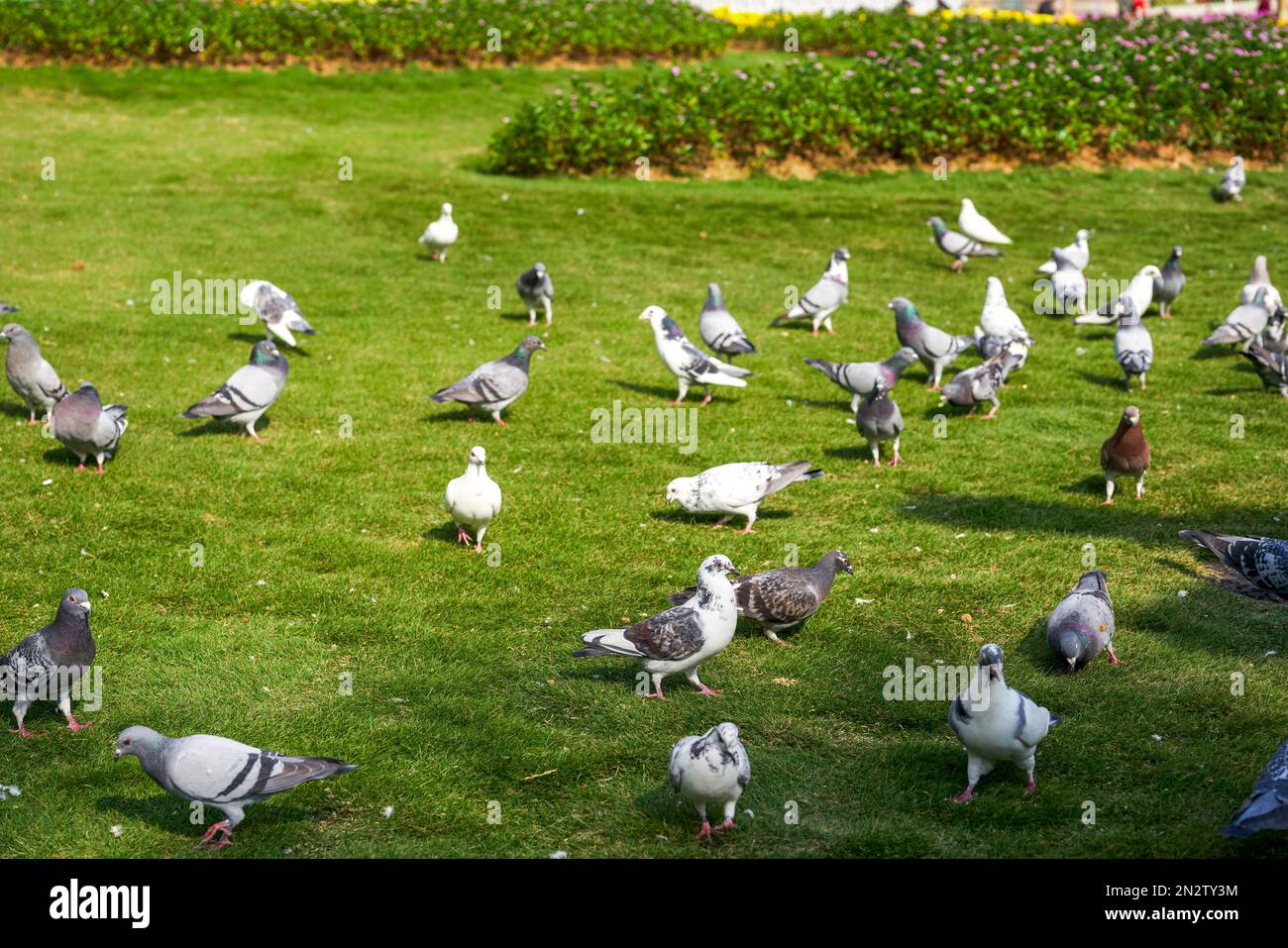 Round and lovely big pigeons in the city square Stock Photo - Alamy