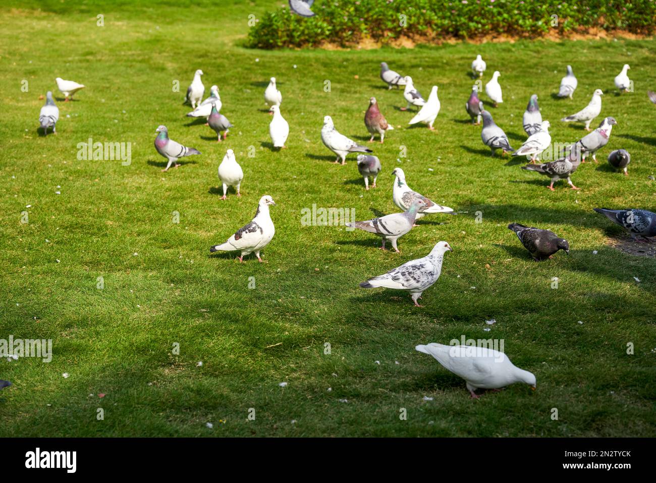 Round and lovely big pigeons in the city square Stock Photo - Alamy