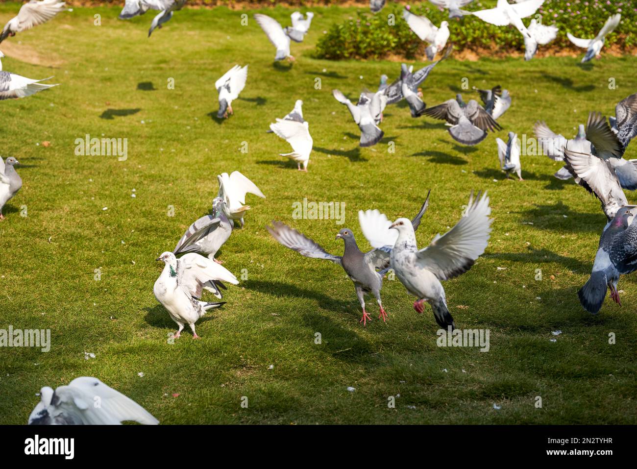 Round and lovely big pigeons in the city square Stock Photo - Alamy