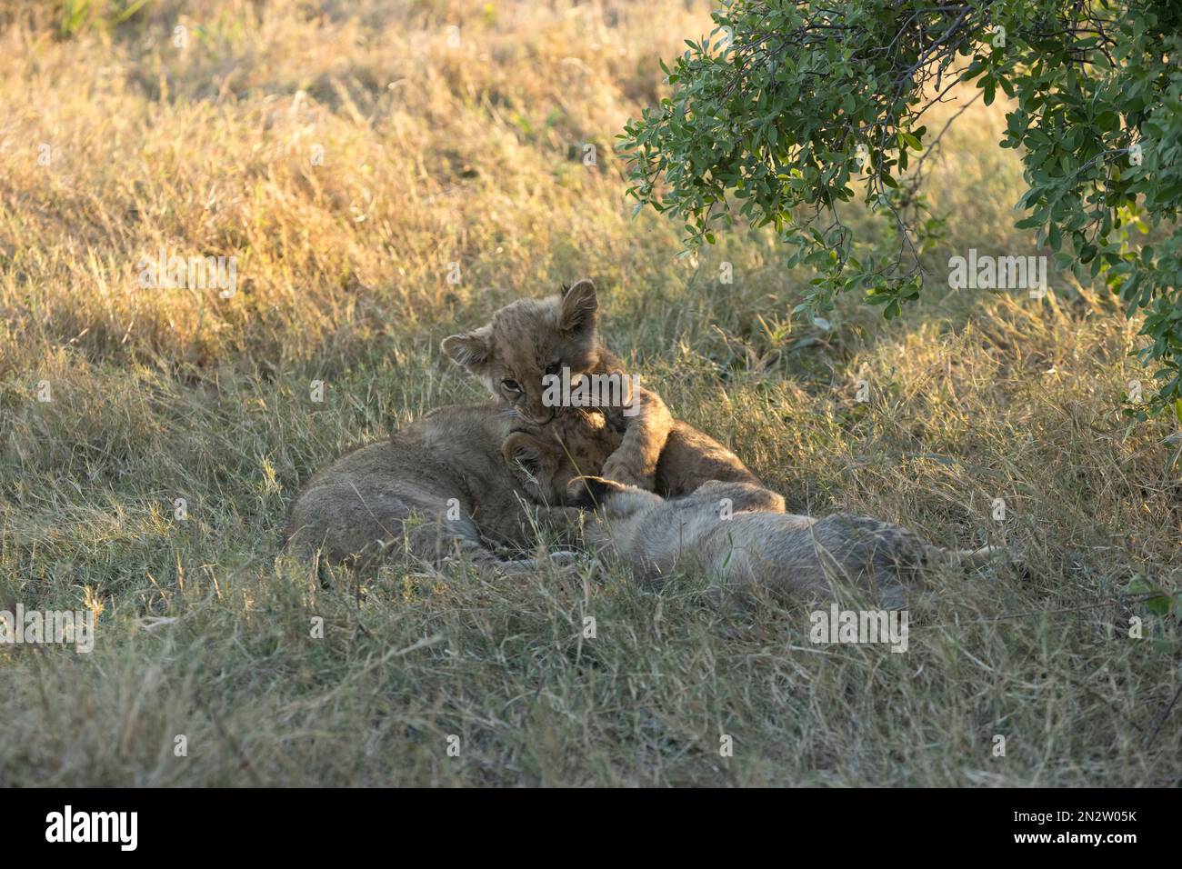 Lion hunting, Okavango Delta, Botswan Stock Photo - Alamy