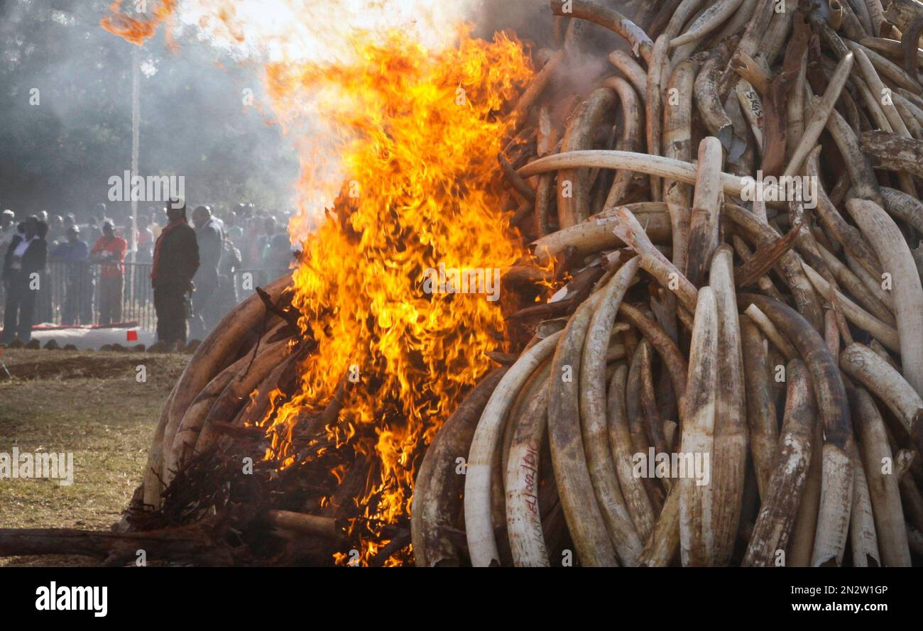 Fifteen tons of elephant tusks are set on fire during an anti-poaching ...