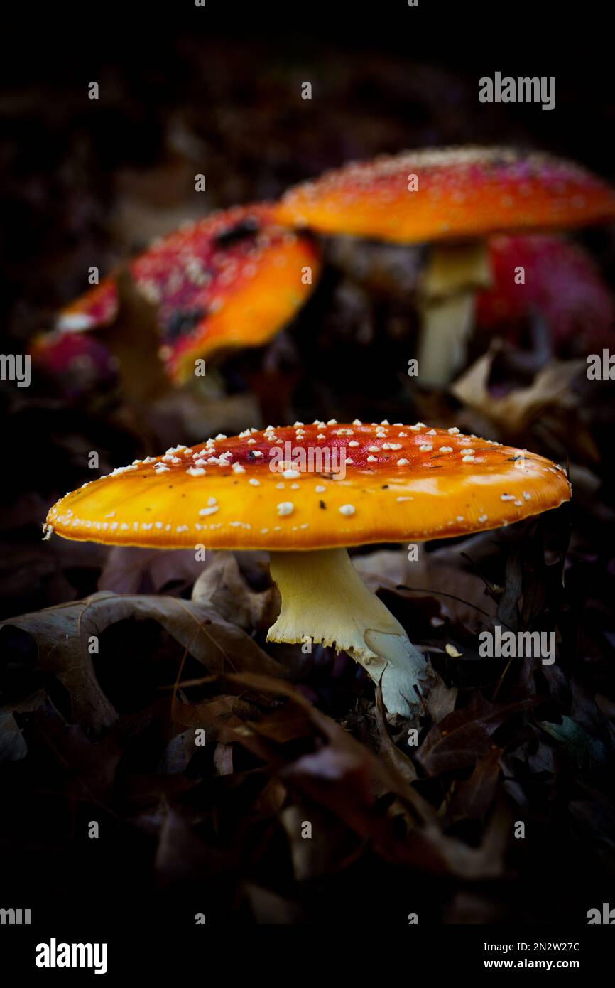 Wild Mushrooms over Autumn leaves Stock Photo - Alamy