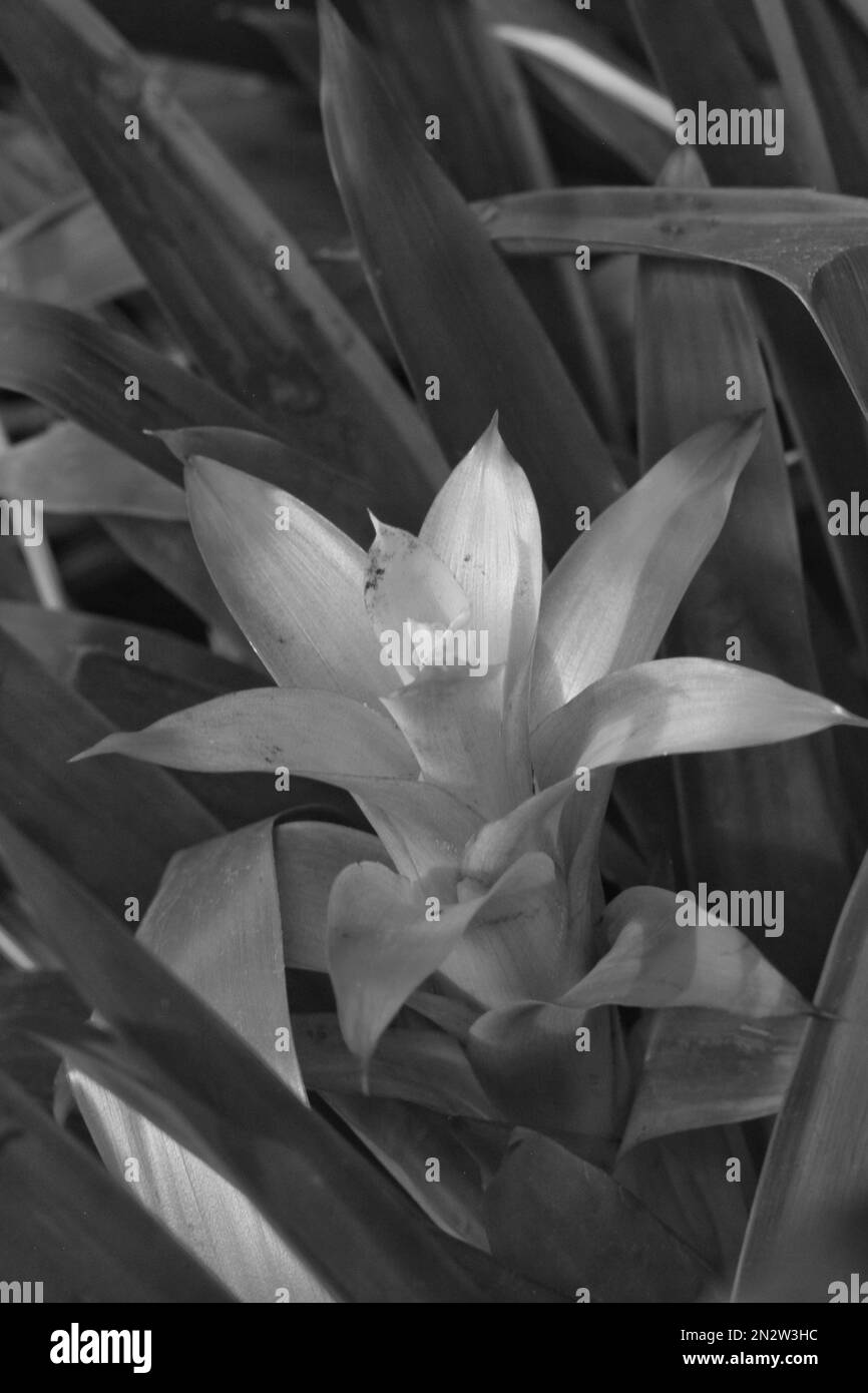 Beautiful bromeliad flower growing in the tropical jungle in a black ...