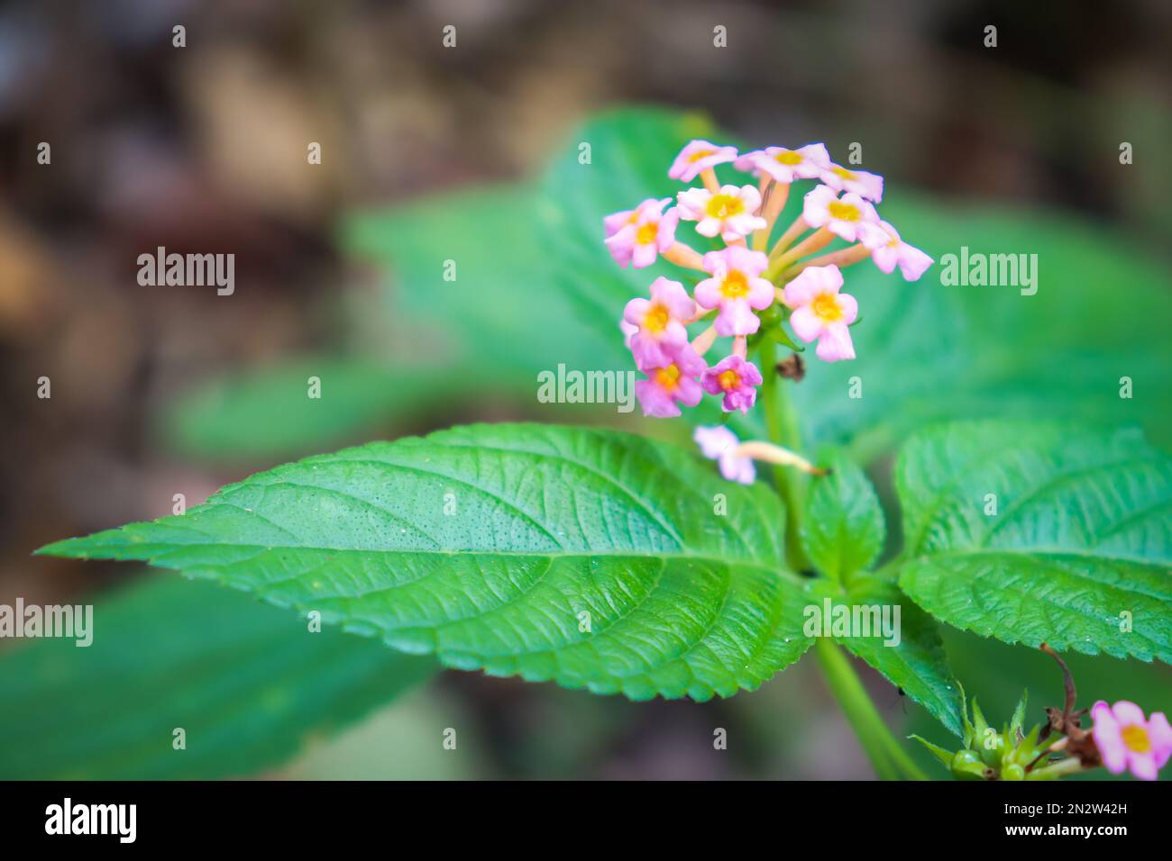 Lantana camara plants from a botanical forest, flower in the forest ...
