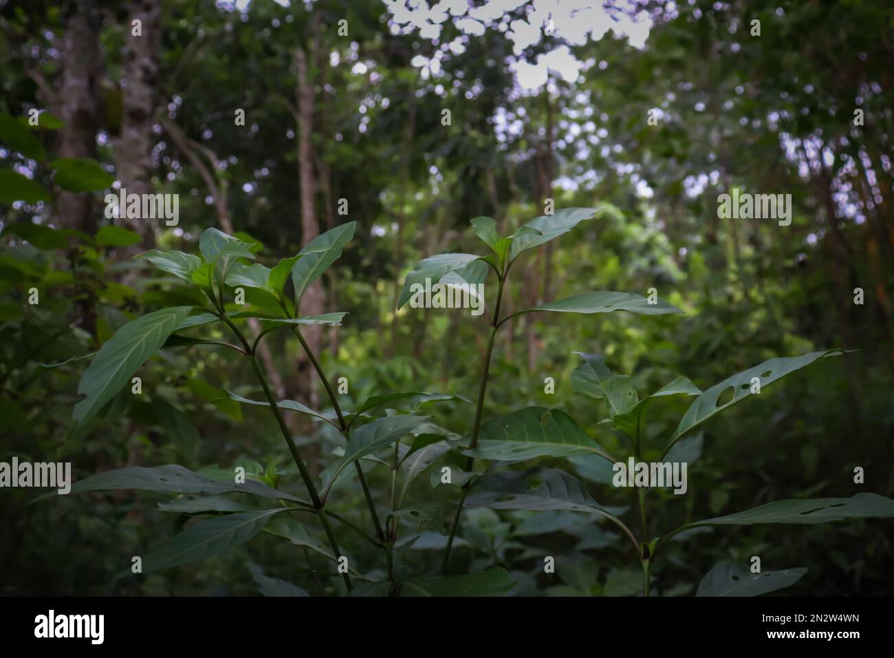 green fresh leaves plant in the forest natural background Stock Photo ...
