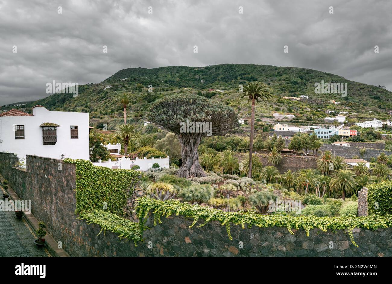 Ancient Drago: A View of Tenerife's Iconic Millennial Tree Stock Photo ...