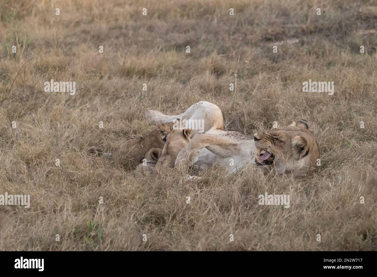 Botswan wildlife hi-res stock photography and images - Alamy