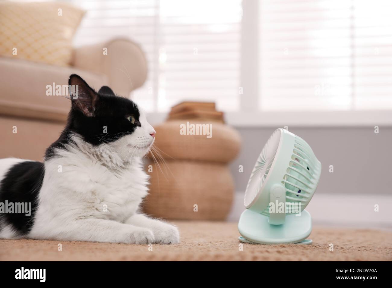 Cute fluffy cat enjoying air flow from fan on floor indoors. Summer ...