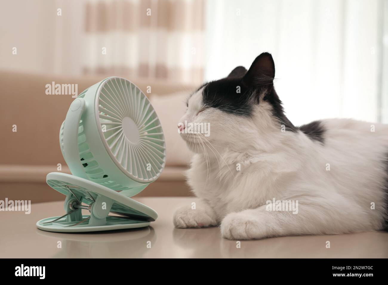 Cute fluffy cat enjoying air flow from fan on table indoors. Summer ...