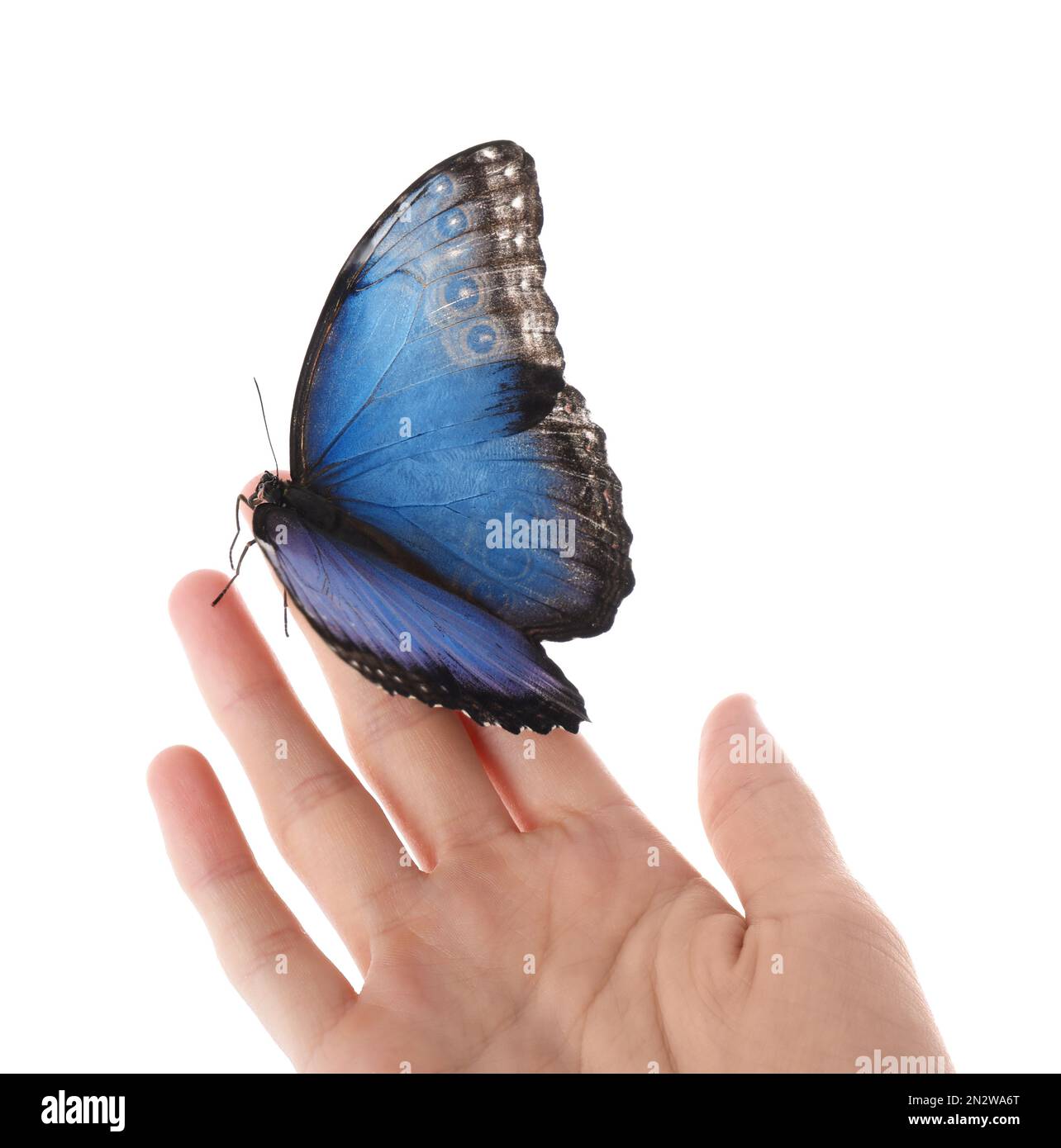 Female morpho hi-res stock photography and images - Alamy