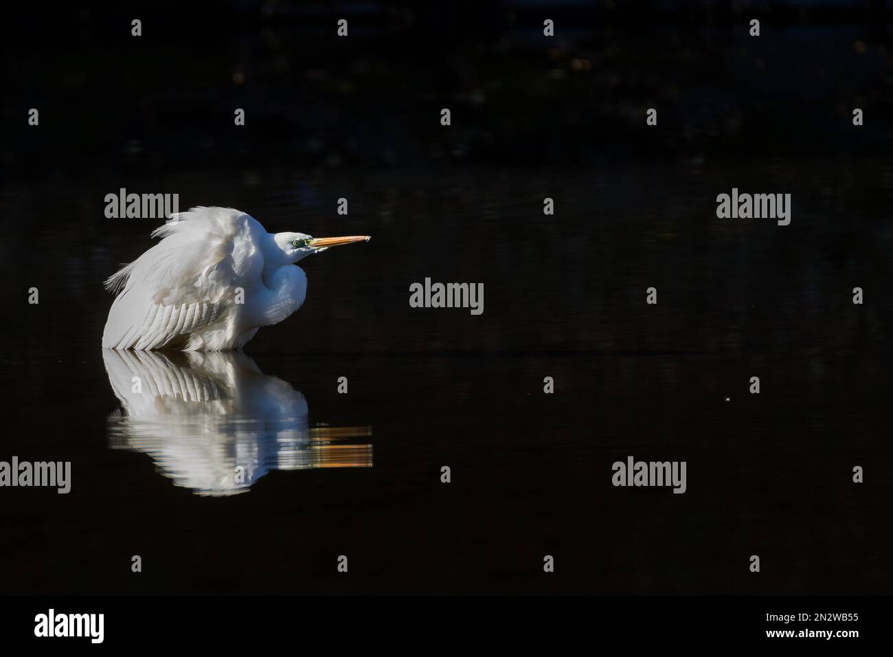 Common birds in japan hi-res stock photography and images - Alamy