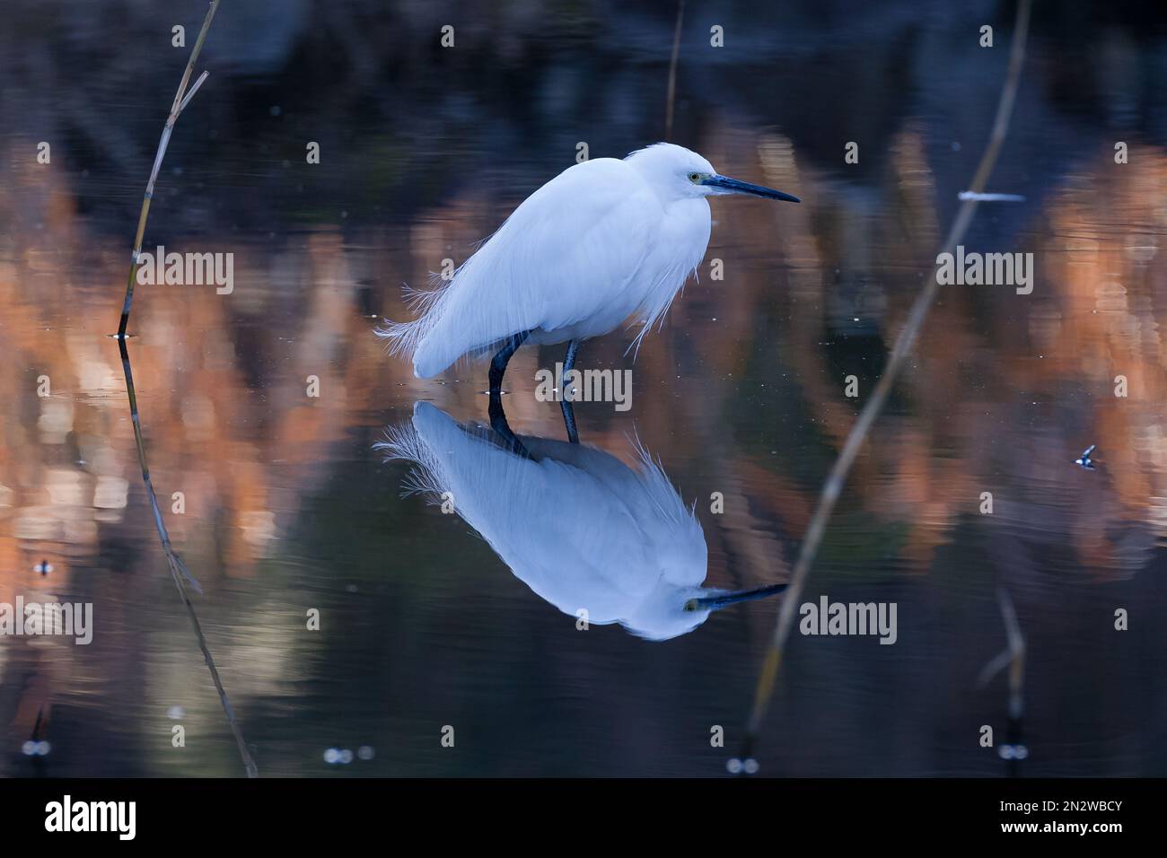 A little egret (Egretta Garzetta) standing in a small pond in a park in ...