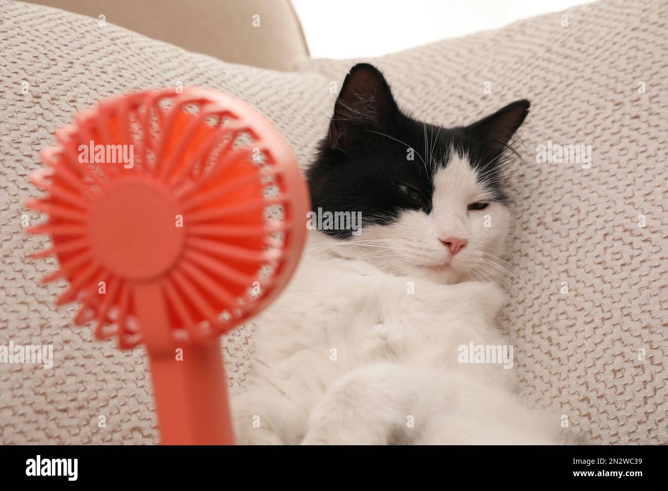 Cute fluffy cat enjoying air flow from fan indoors. Summer heat Stock ...