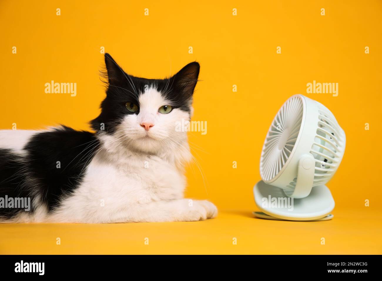 Cute fluffy cat enjoying air flow from fan on yellow background. Summer ...