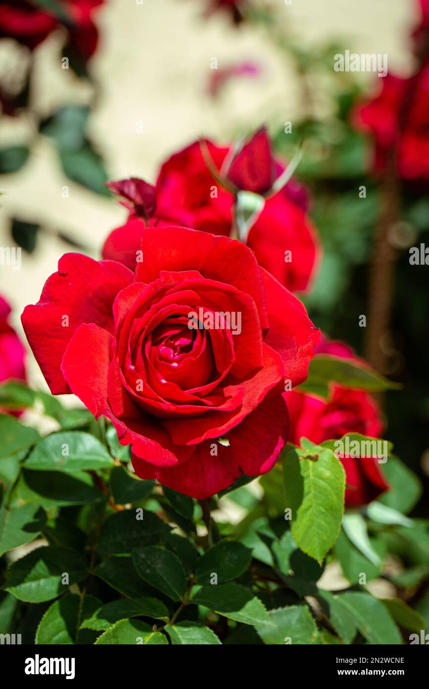 Beautiful Red Rose Stock Photo - Alamy