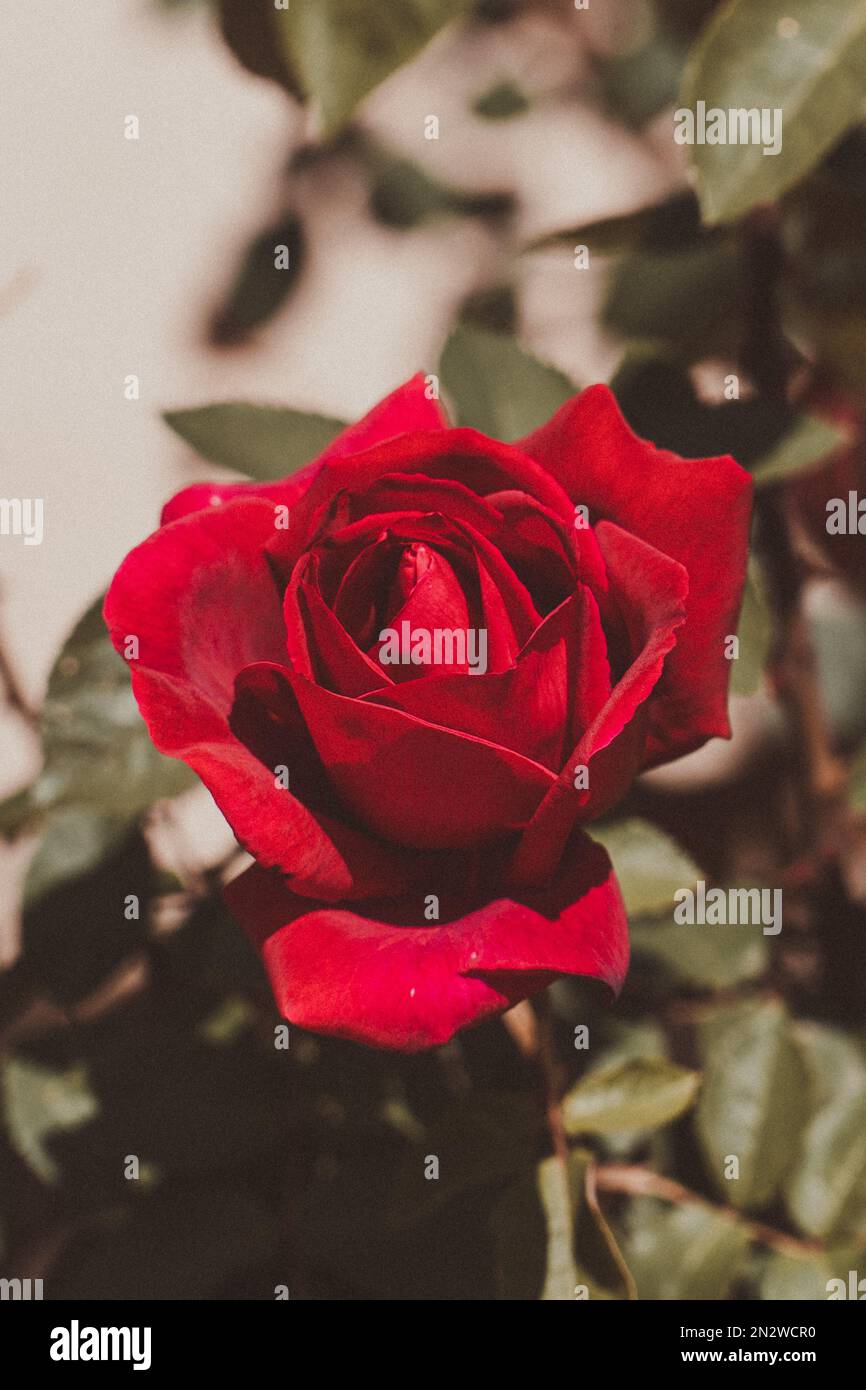 Romantic decor beautiful rose hi-res stock photography and images - Alamy