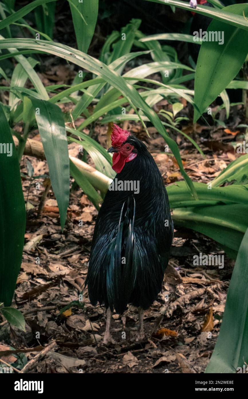 Big red rooster hi-res stock photography and images - Alamy